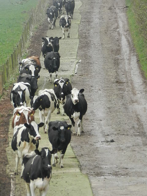 Cow Tracks - Boca Supplies